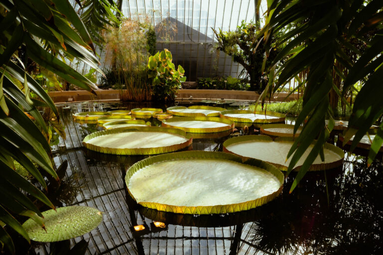 Escape the city at Bergianska trädgården, Stockholm’s botanical garden